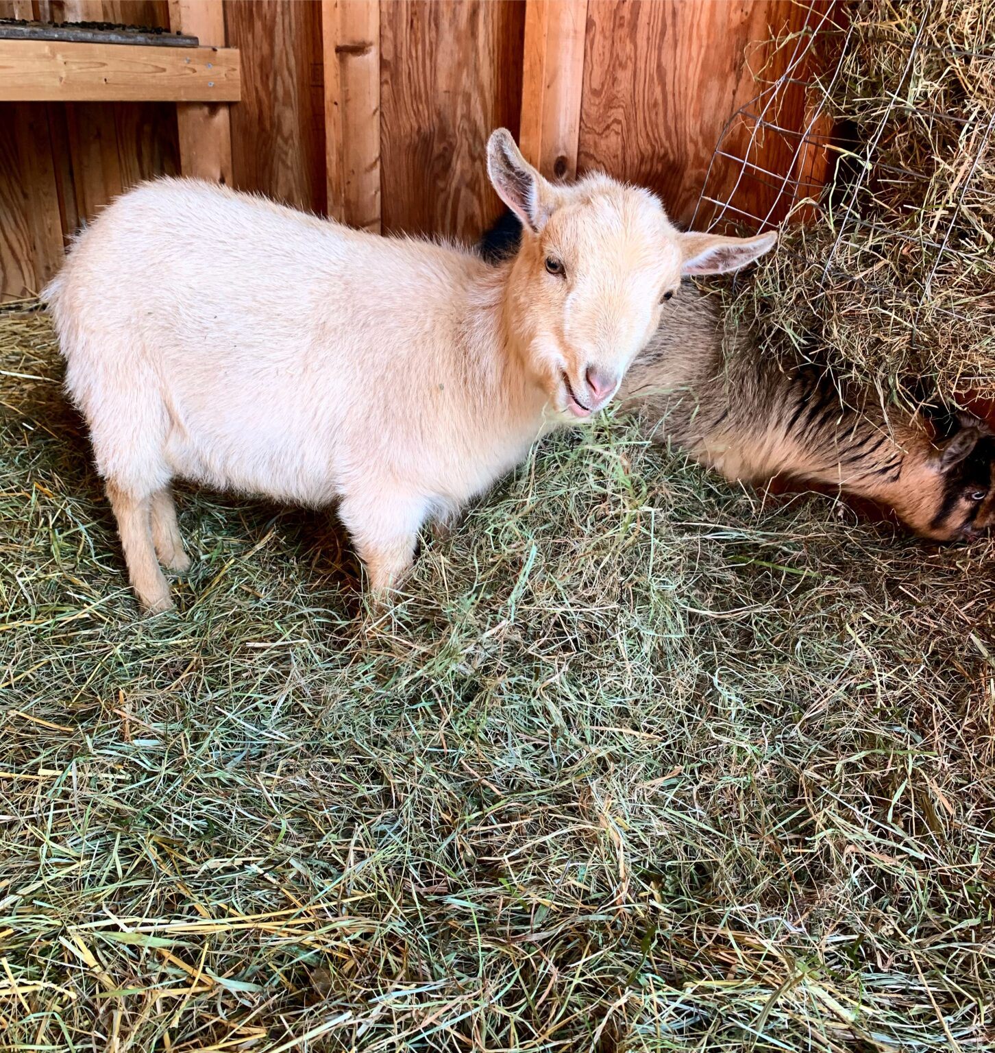 What do goats eat? A complete guide for feeding goats! | Little Maiden Farm