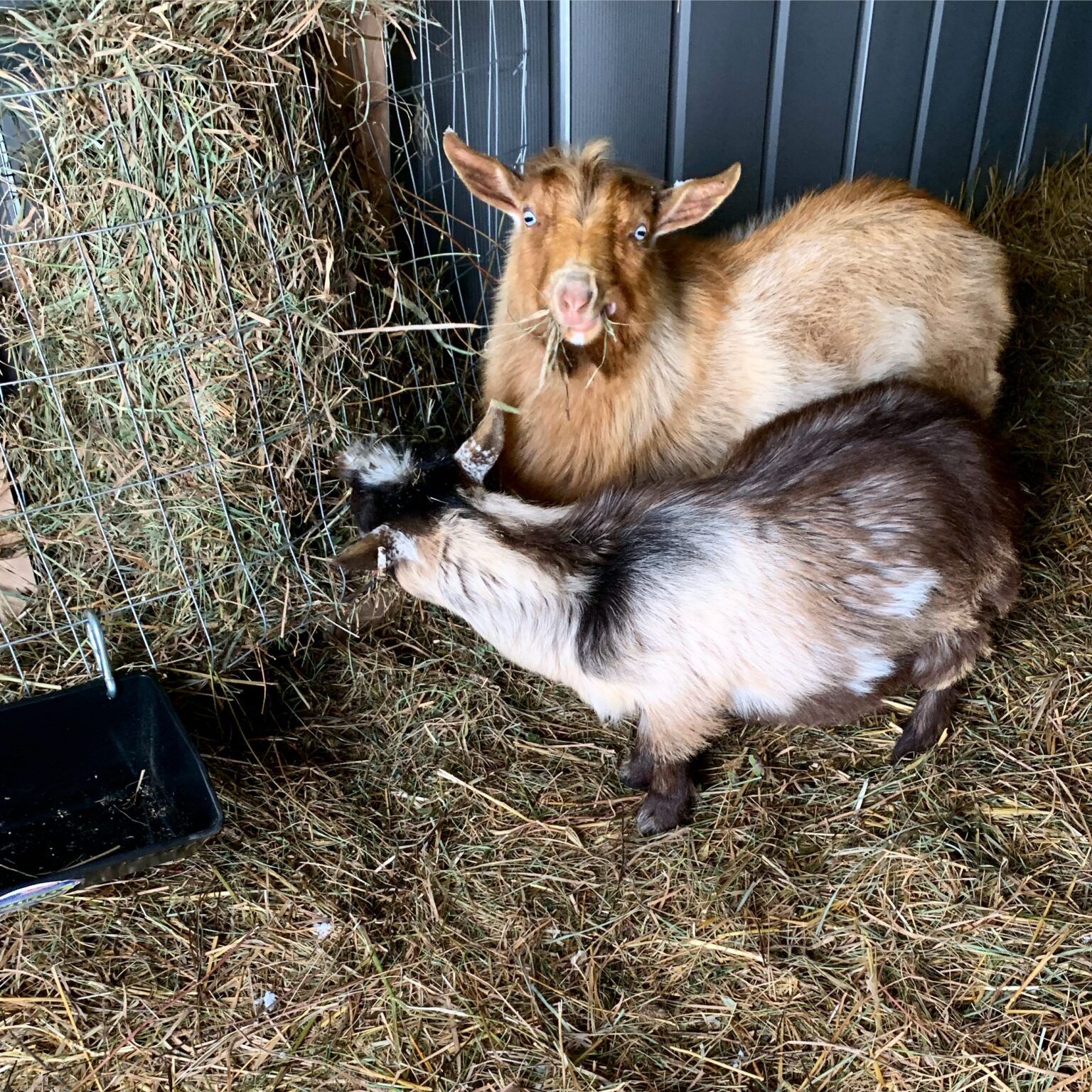 What do goats eat? A complete guide for feeding goats! | Little Maiden Farm