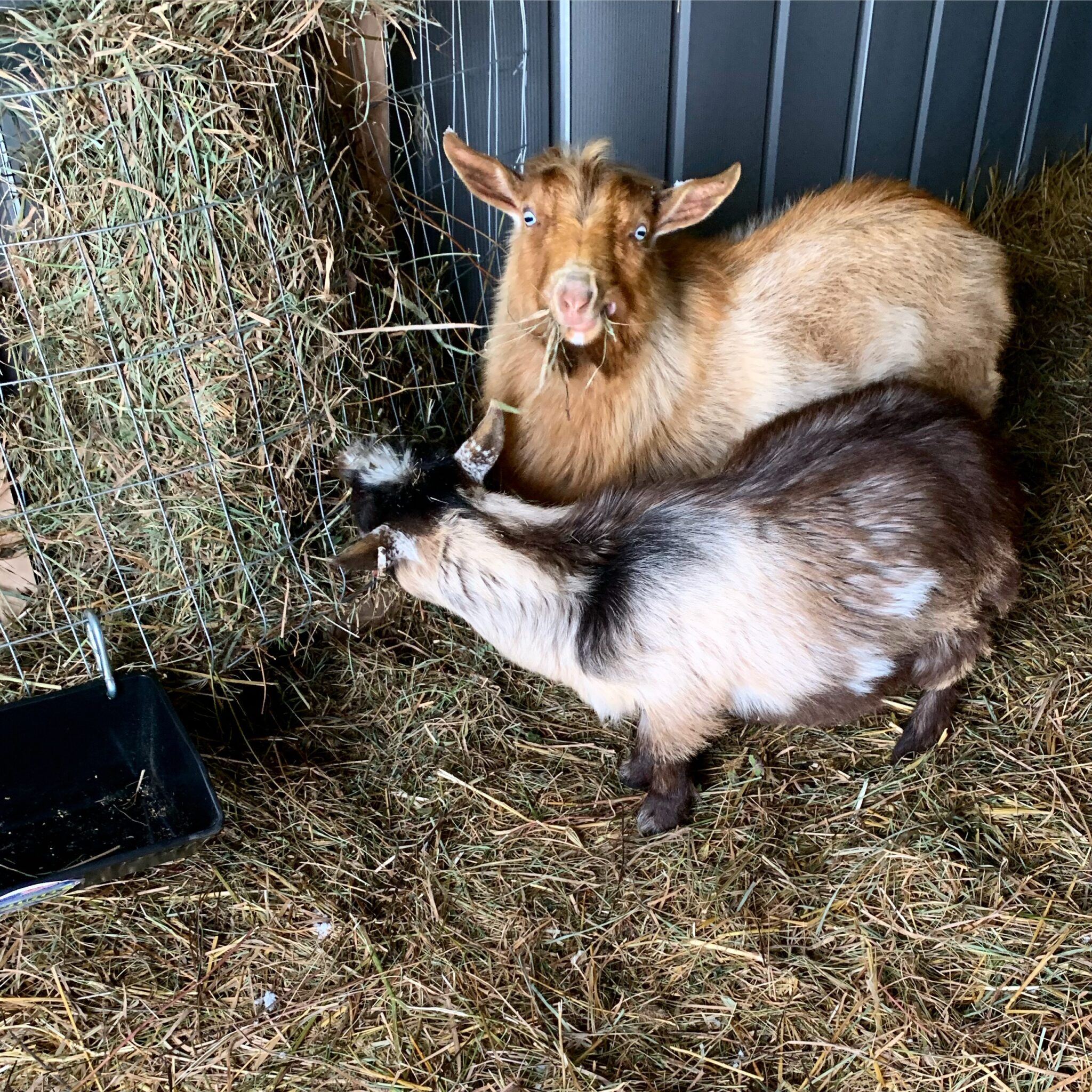 What do goats eat? A complete guide for feeding goats! | Little Maiden Farm