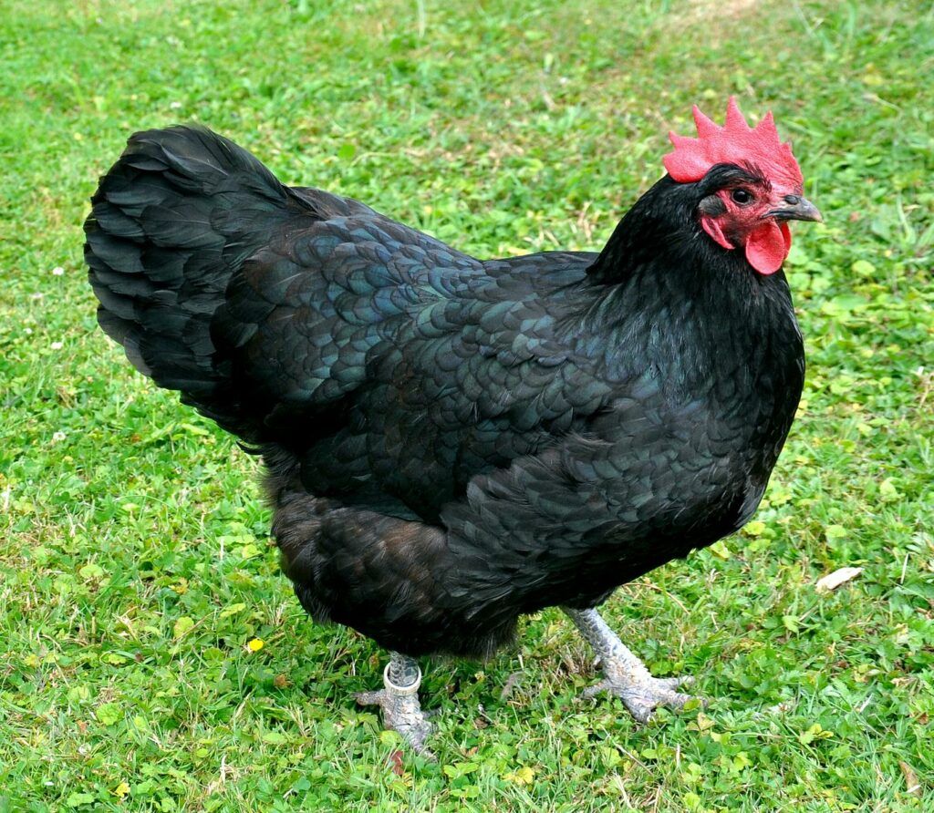 The 4 Best Dual Purpose Chicken Breeds for your Homestead | Little ...