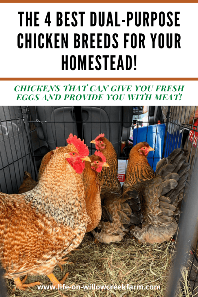 The 4 Best Dual Purpose Chicken Breeds for your Homestead | Little ...