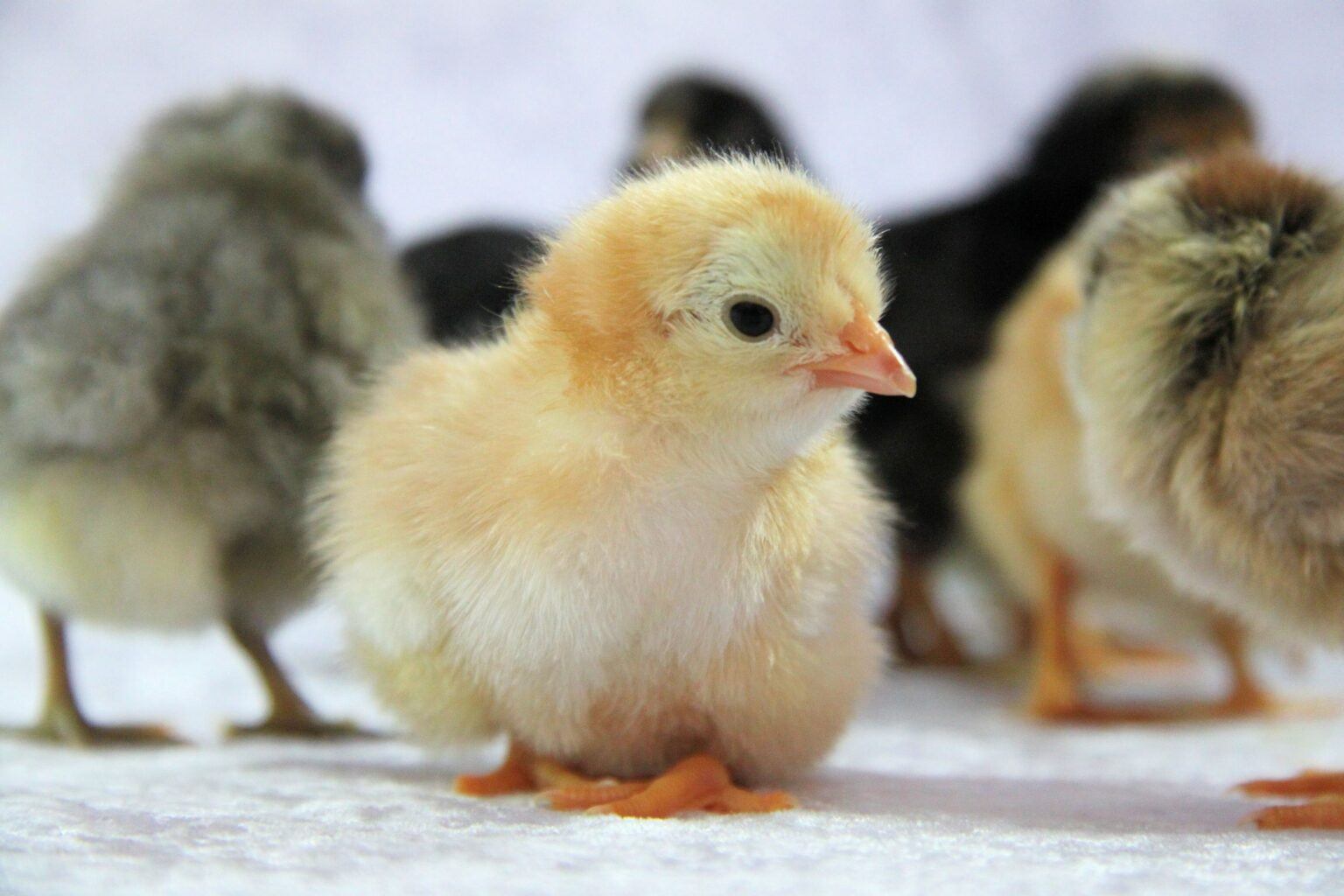 Raising Baby Chicks - Your Complete Guide for Baby Chick Care! | Little ...